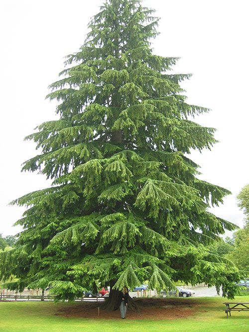 eastern hemlock
